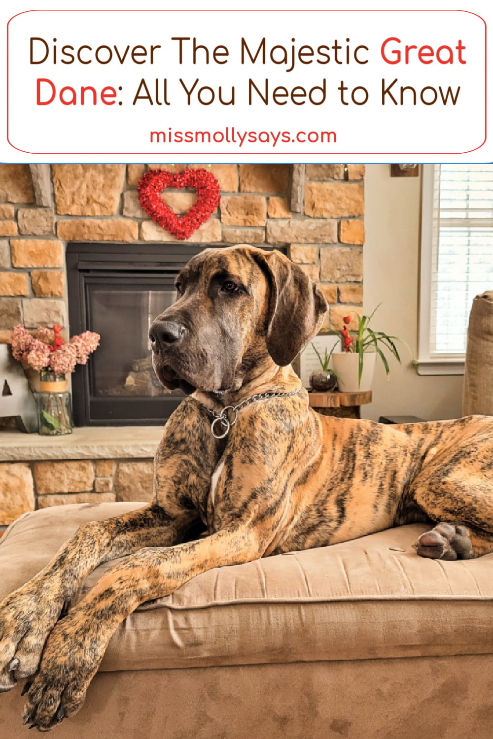 Discover The Majestic Great Dane: All You Need to Know - Miss Molly Says