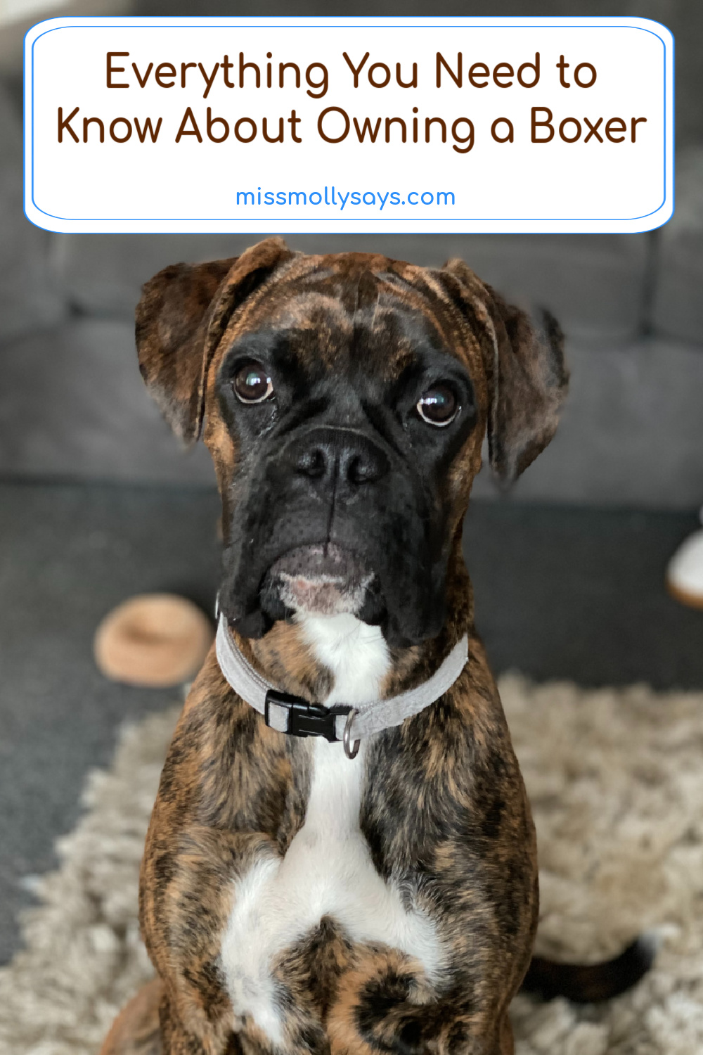 Everything You Need to Know About Owning a Boxer - Miss Molly Says