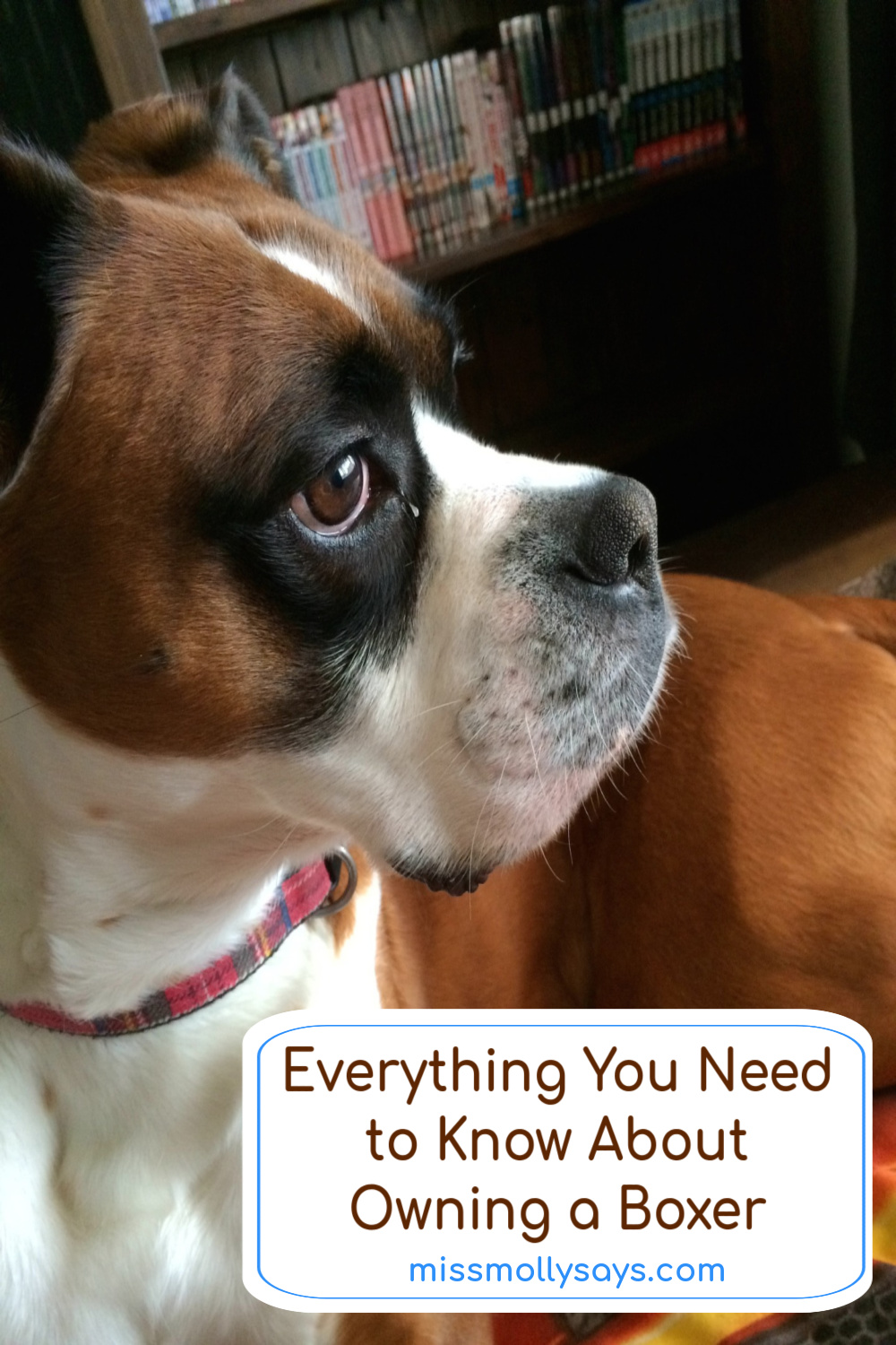 Everything You Need to Know About Owning a Boxer - Miss Molly Says