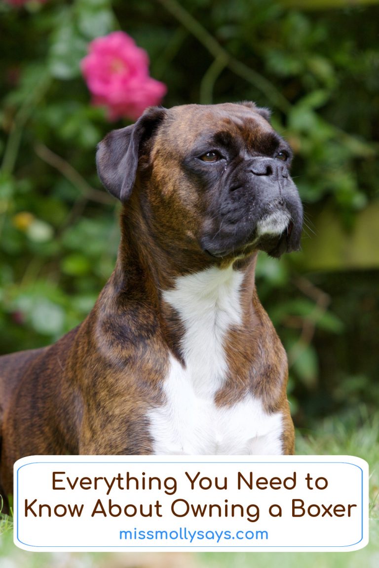 Everything You Need to Know About Owning a Boxer - Miss Molly Says