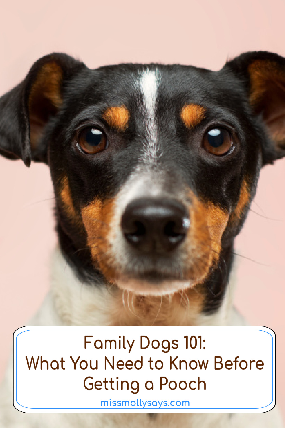 Family Dogs 101: What You Need to Know Before Getting a Pooch