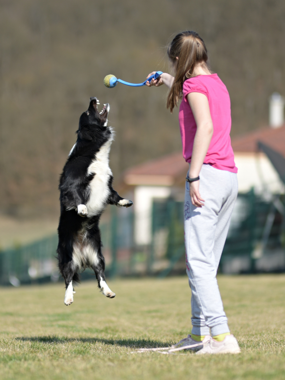 Border Collie Traits and Personality: What You Need to Know