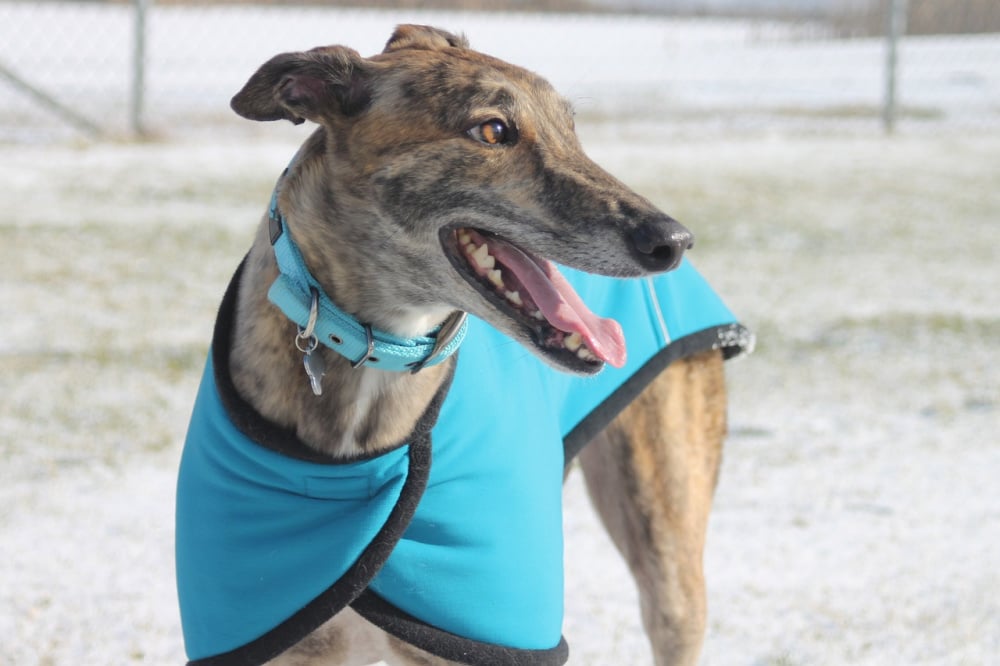 Greyhound Traits and Characteristics: What Makes Them Unique
