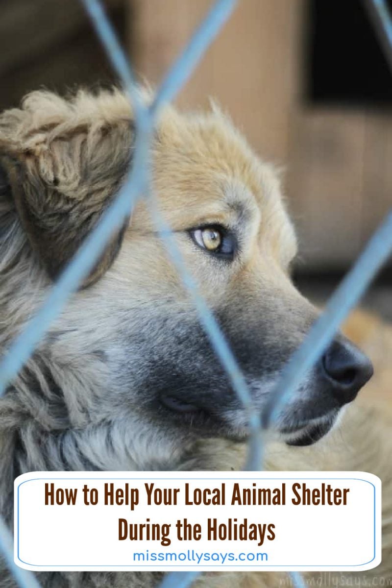 How to Help Your Local Animal Shelter During the Holidays - Miss Molly Says