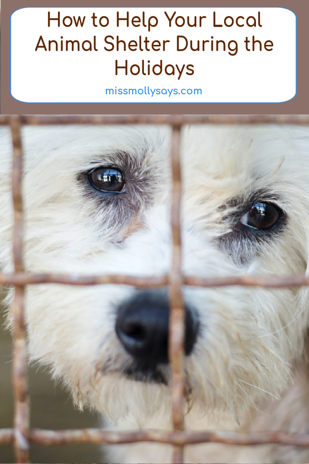 How to Help Your Local Animal Shelter During the Holidays - Miss Molly Says