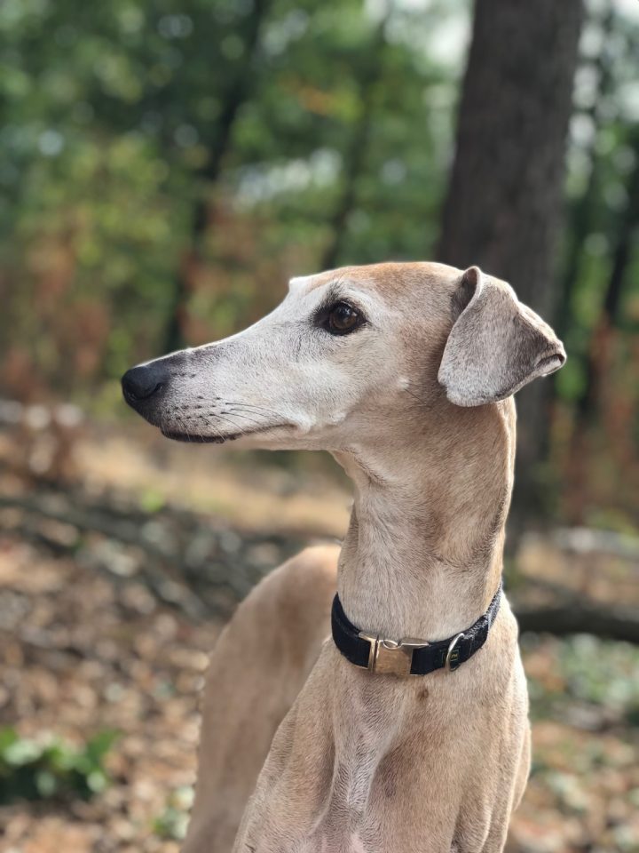 Greyhound Traits and Characteristics: What Makes Them Unique