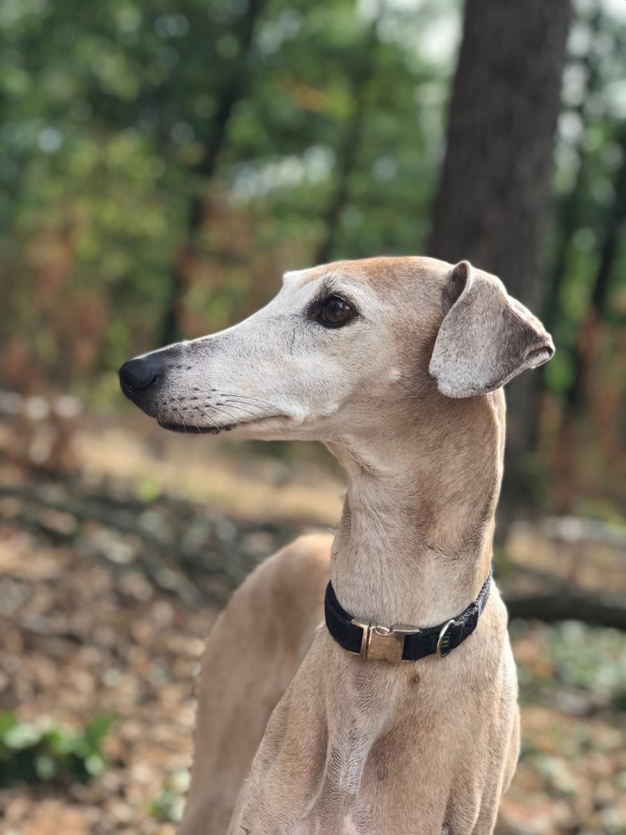 Greyhound Traits and Characteristics: What Makes Them Unique