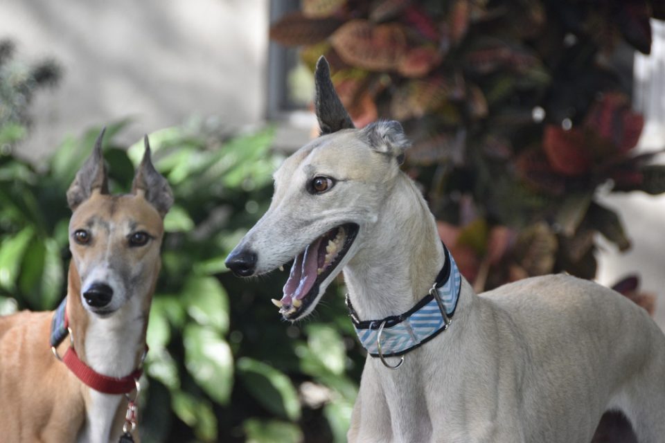 Greyhound Traits and Characteristics: What Makes Them Unique