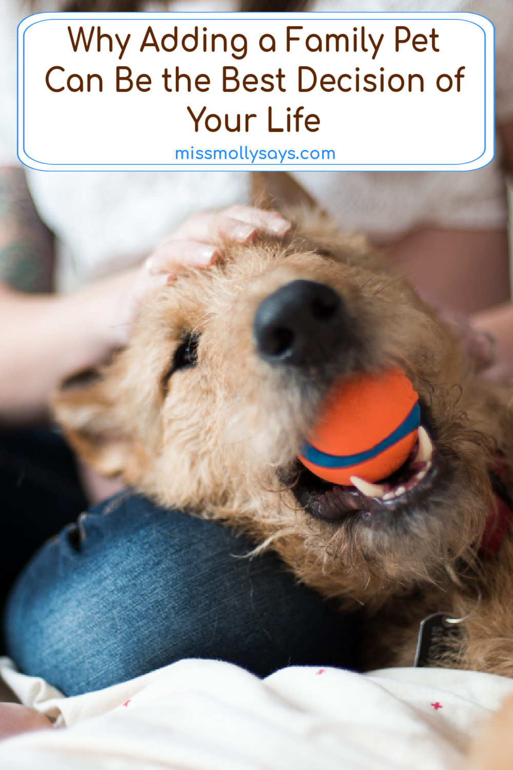 Why Adding a Family Pet Can Be the Best Decision of Your Life
