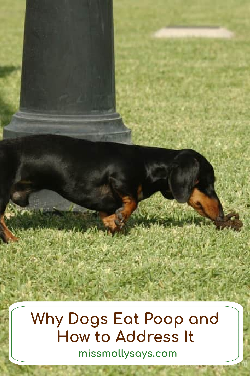 Why Dogs Eat Poop and How to Address It - Miss Molly Says