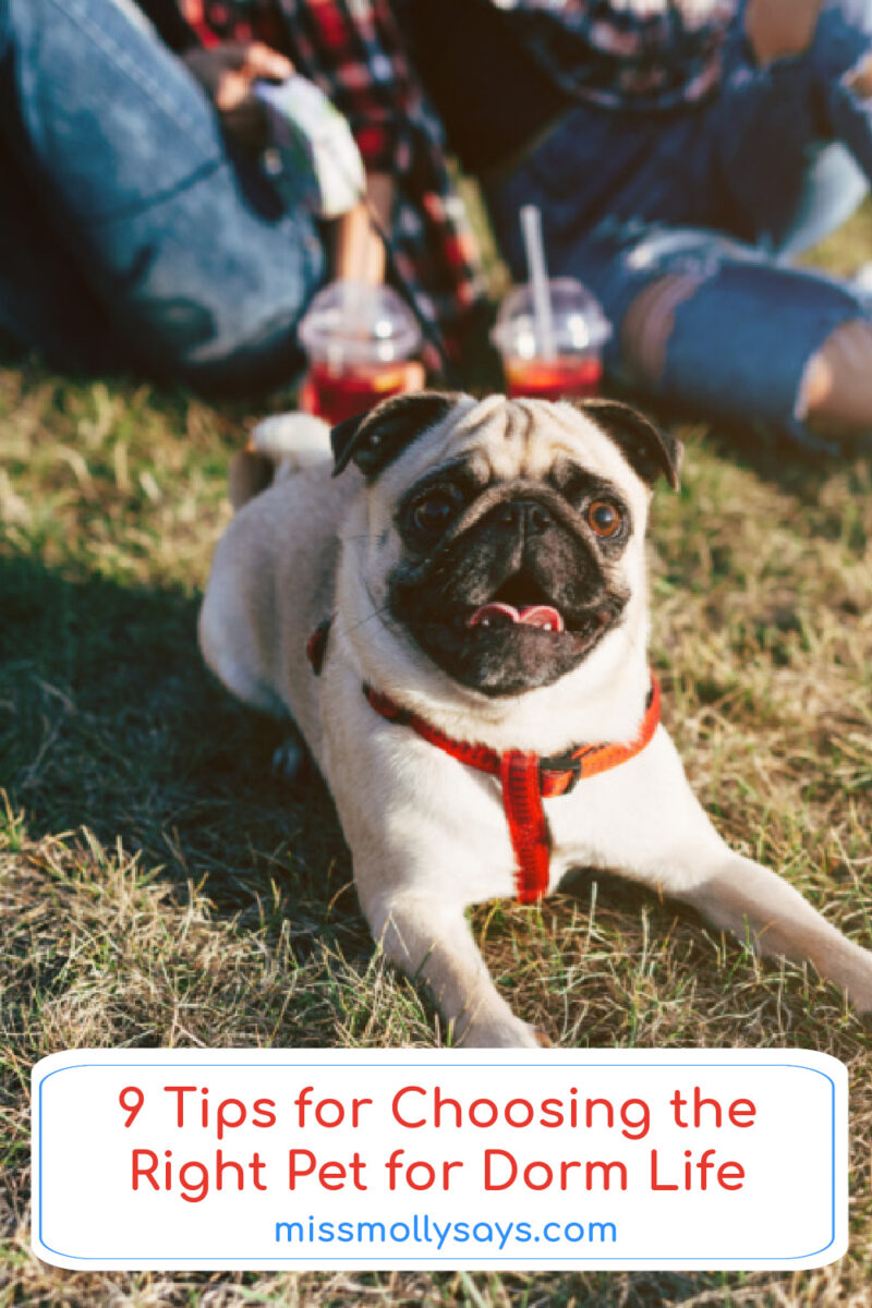 9 Tips for Choosing the Right Pet for Dorm Life - Miss Molly Says