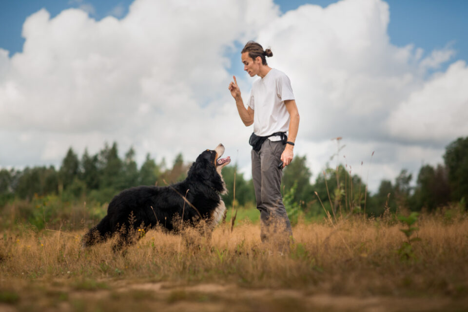 Overcoming Dog Behavior Problems Through Professional Training
