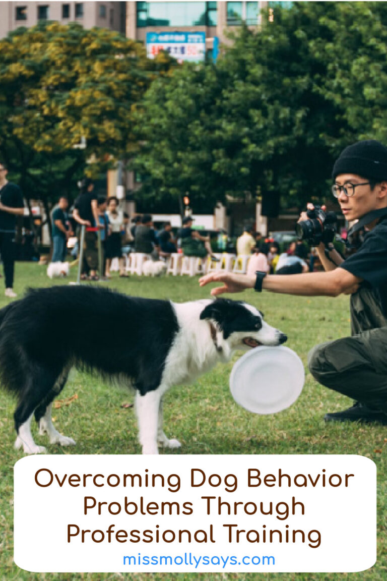 Overcoming Dog Behavior Problems Through Professional Training