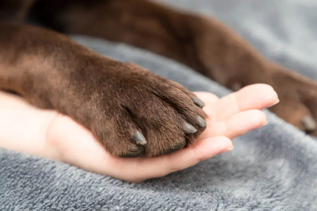 Fun Ways to Help Pets in Need - Miss Molly Says