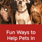 Fun Ways to Help Pets in Need - Miss Molly Says
