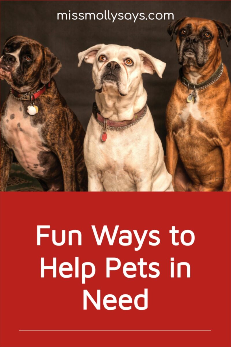 Fun Ways to Help Pets in Need - Miss Molly Says