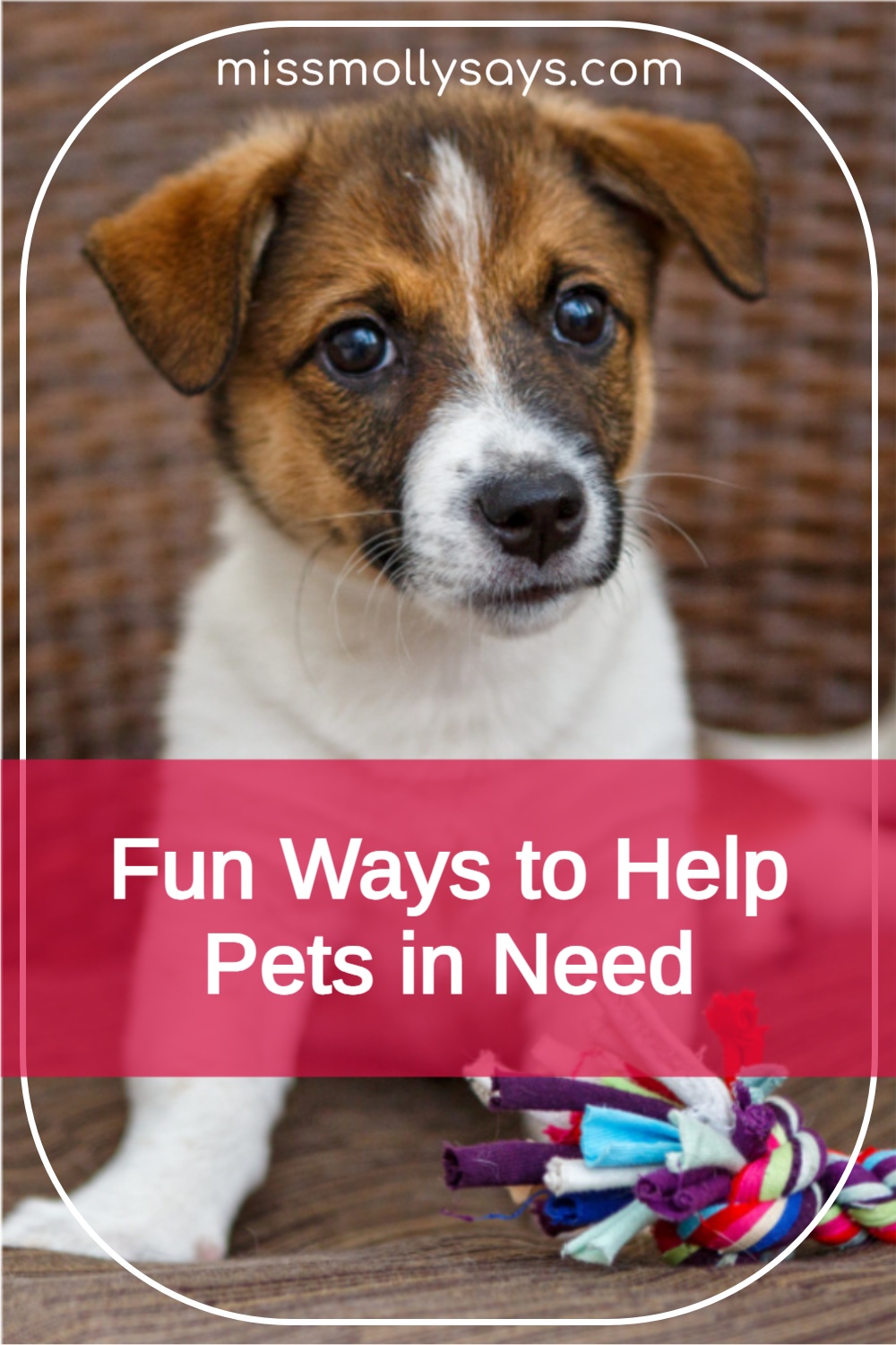 Fun Ways to Help Pets in Need - Miss Molly Says