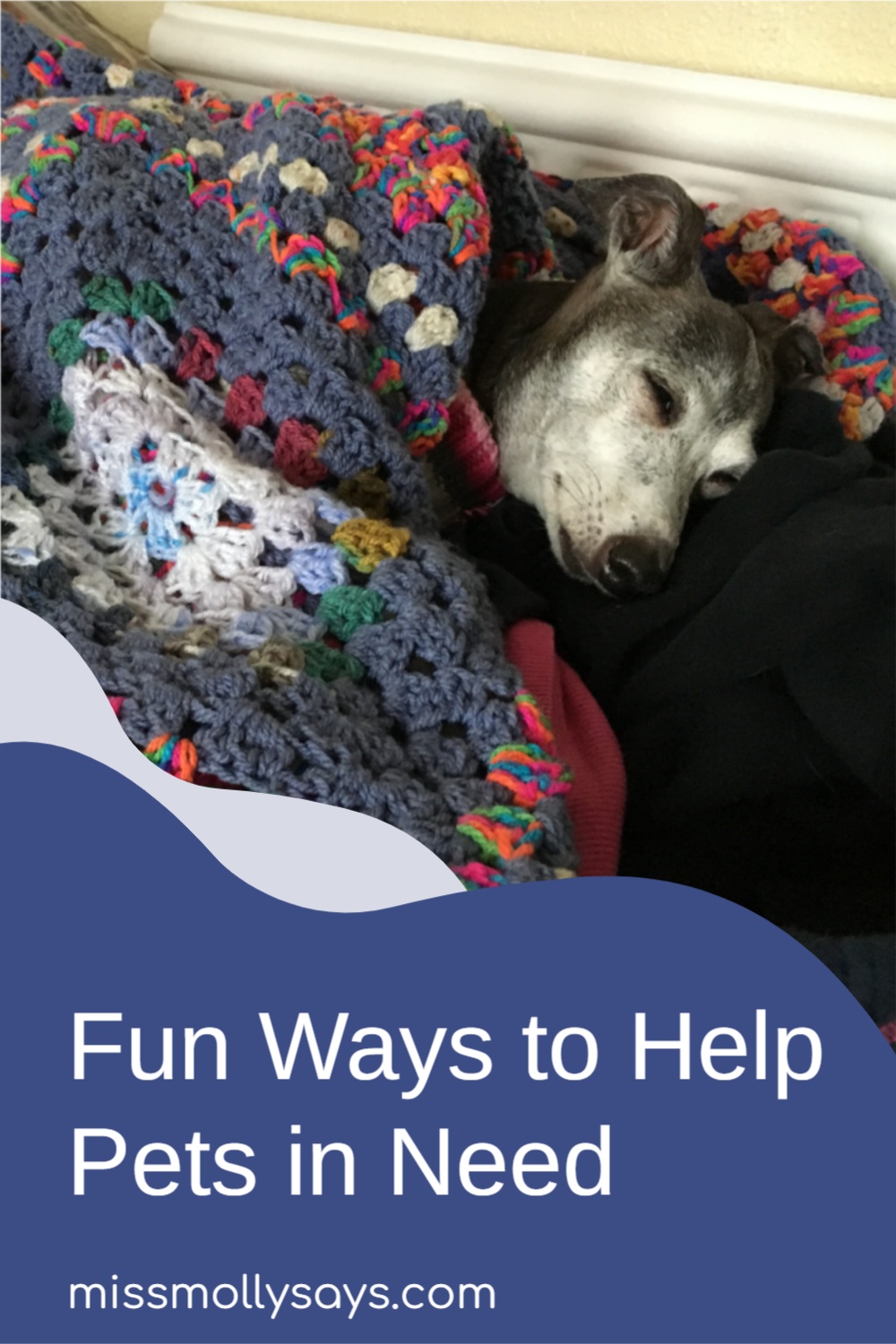 Fun Ways to Help Pets in Need - Miss Molly Says