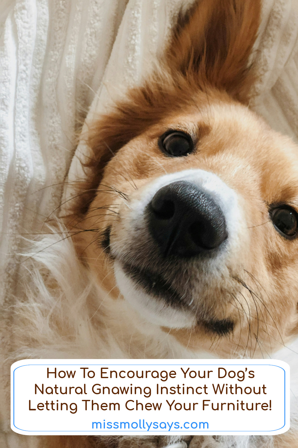 How To Encourage Your Dog’s Natural Gnawing Instinct Without Letting ...