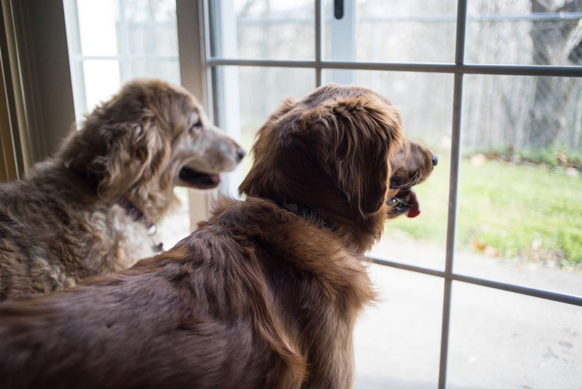 Best Energy Efficient Windows and Dog-Friendly Entrances - Miss Molly Says