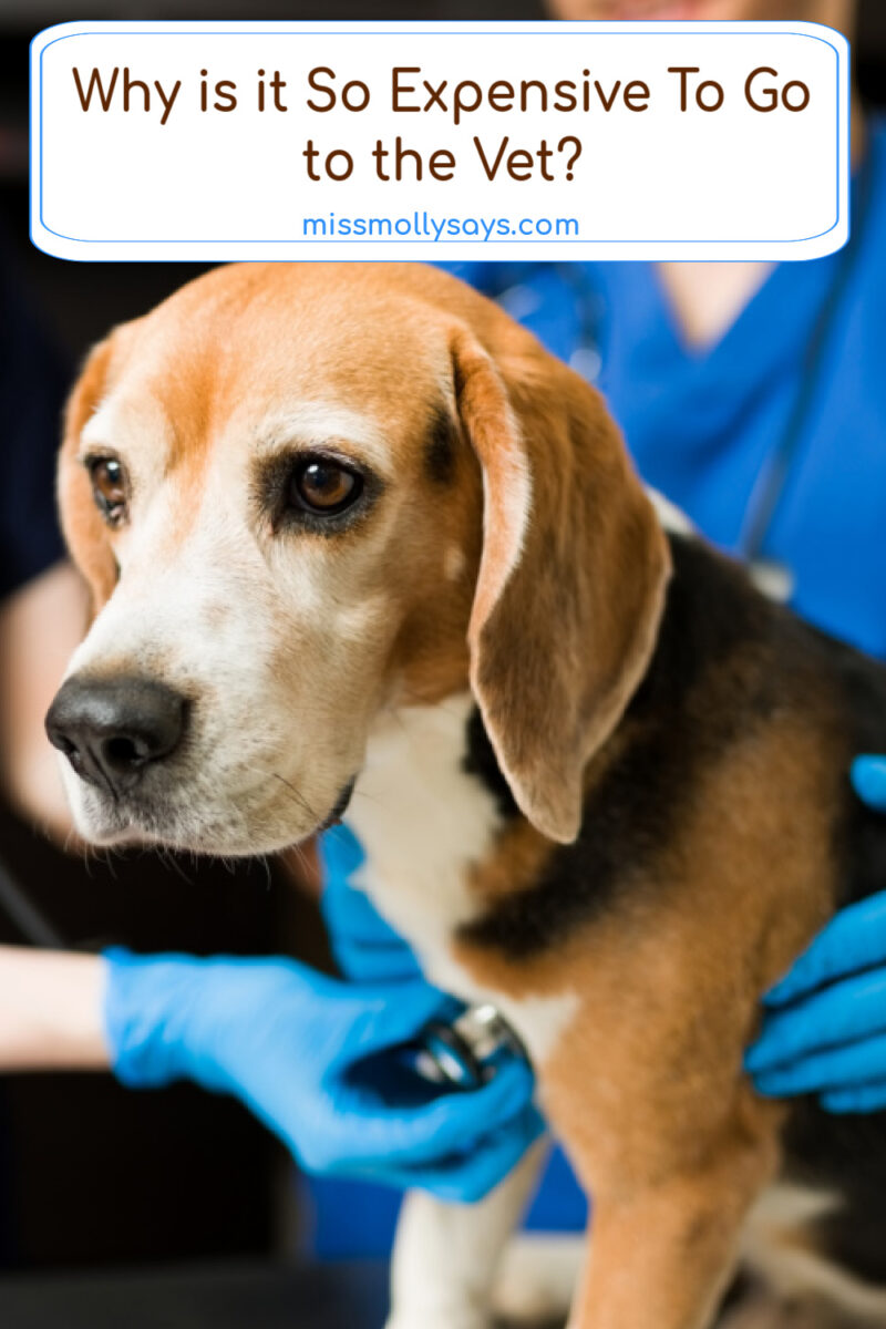 Why is it So Expensive To Go to the Vet? - Miss Molly Says