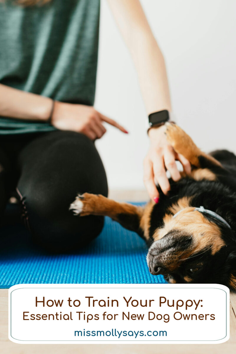 How to Train Your Puppy: Essential Tips for New Dog Owners - Miss Molly ...