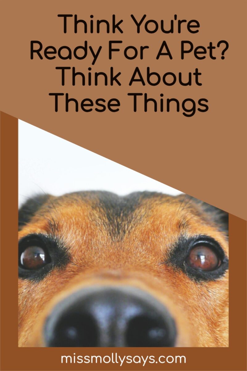 Think You're Ready For A Pet? Think About These Things - Miss Molly Says