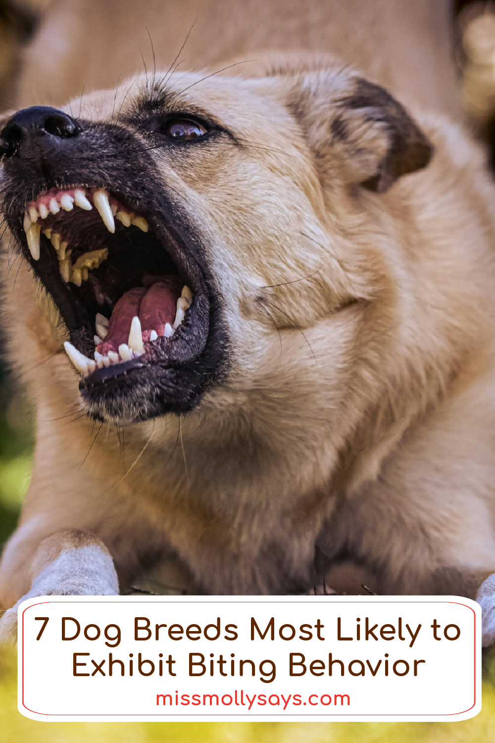 7 Dog Breeds Most Likely to Exhibit Biting Behavior - Miss Molly Says