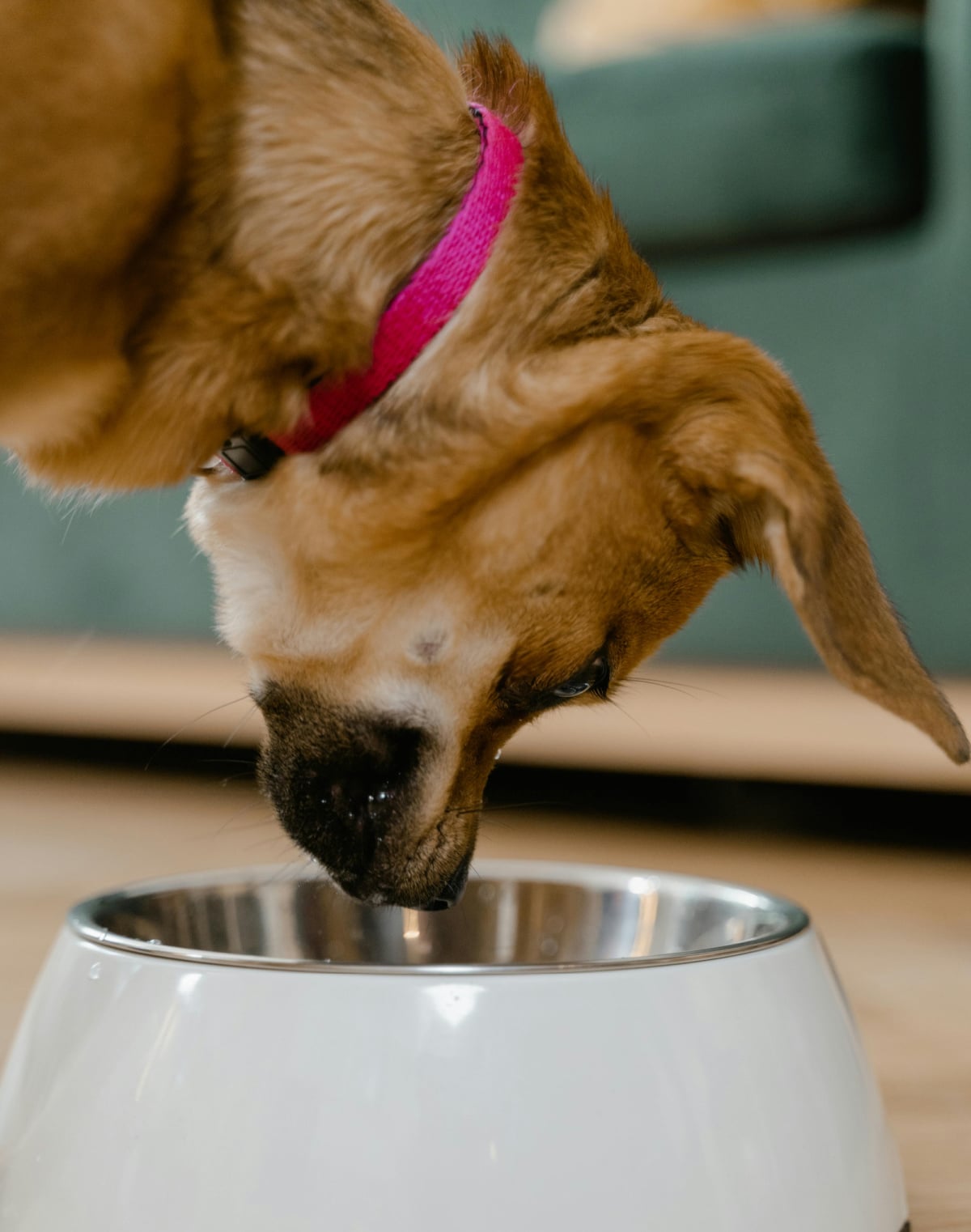 Made in the USA: The Healthiest Dog Food Options for a Happy, Thriving Pet