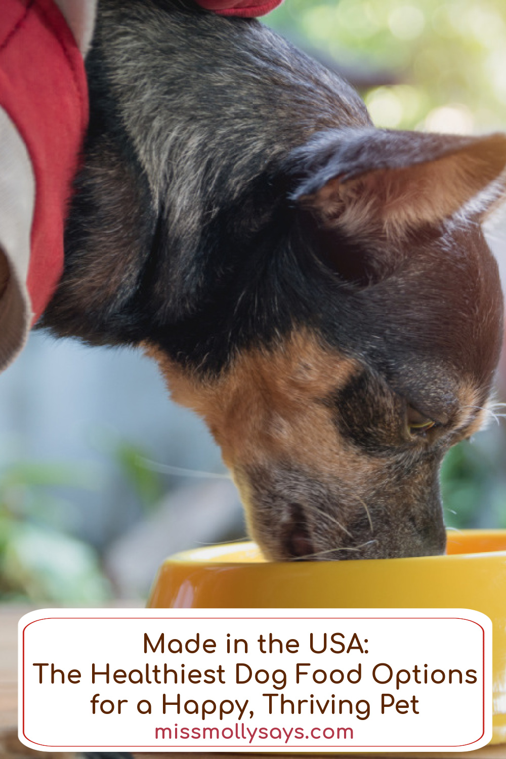 Made in the USA: The Healthiest Dog Food Options for a Happy, Thriving Pet