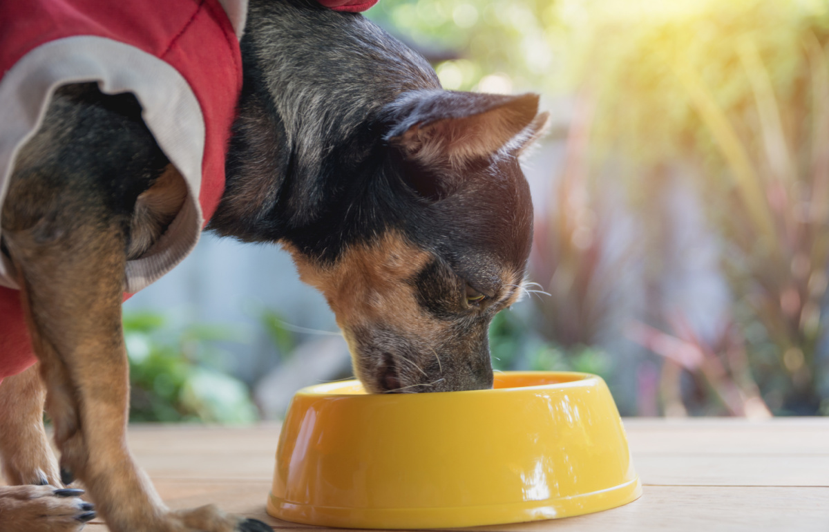 Made in the USA: The Healthiest Dog Food Options for a Happy, Thriving Pet