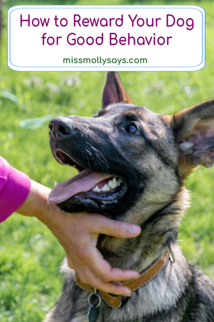 How to Reward Your Dog for Good Behavior - Miss Molly Says