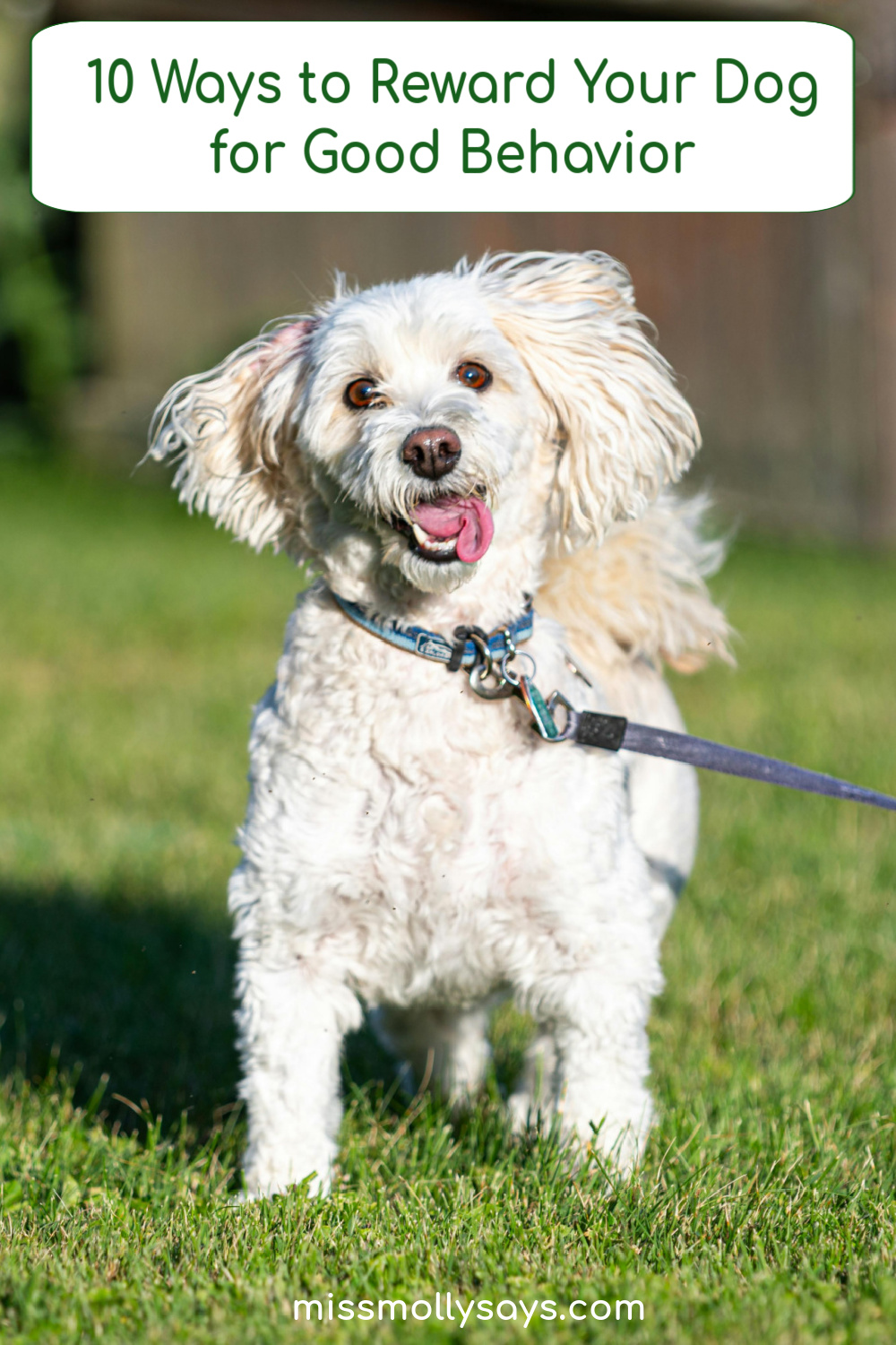 10 Ways to Reward Your Dog for Good Behavior - Miss Molly Says