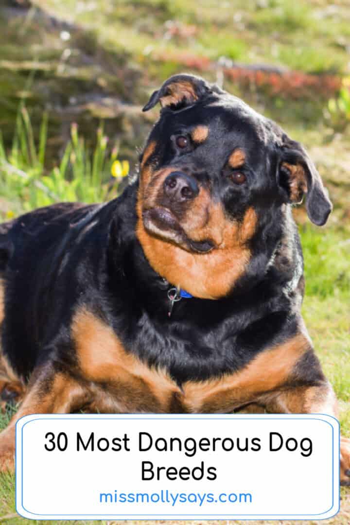 30 Most Dangerous Dog Breeds - Miss Molly Says