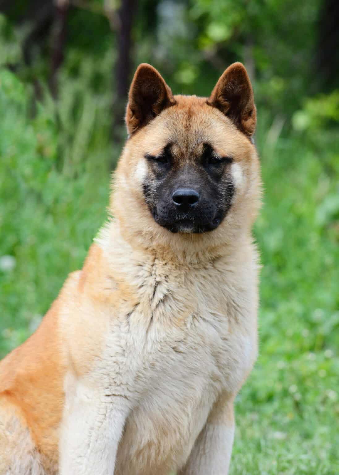 30 Most Dangerous Dog Breeds - Miss Molly Says