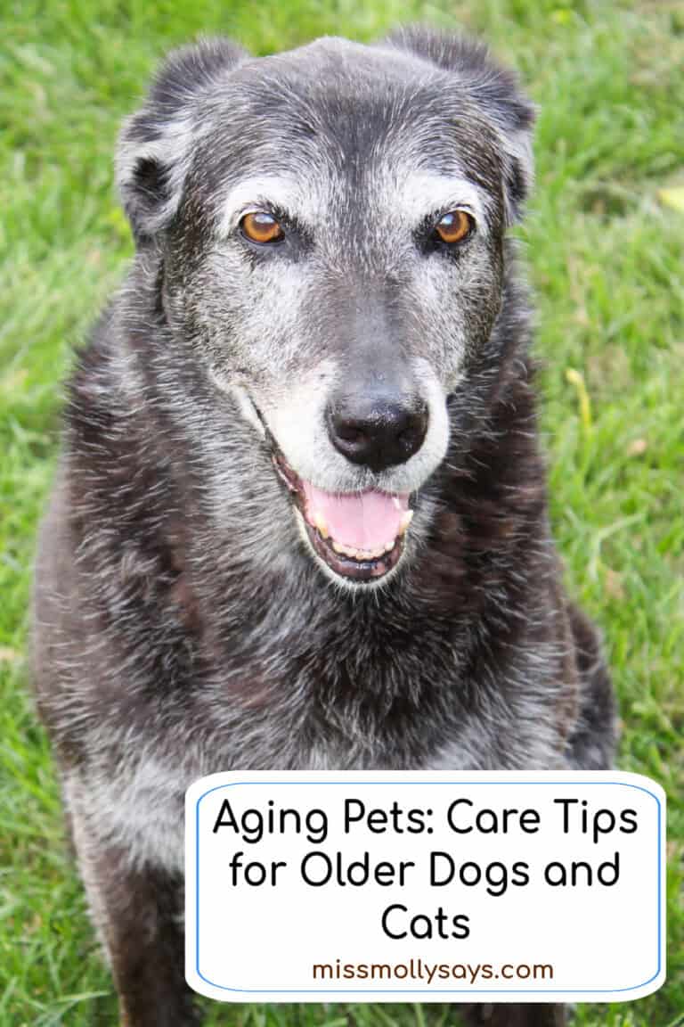 Aging Pets: Care Tips for Older Dogs and Cats