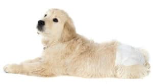Incontinence in Senior Dogs | Causes and Solutions - Miss Molly Says