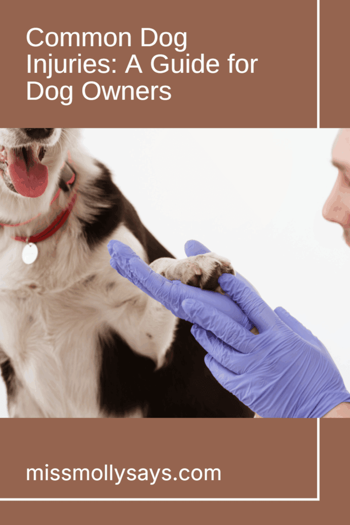 Common Dog Injuries: A Guide for Dog Owners - Miss Molly Says