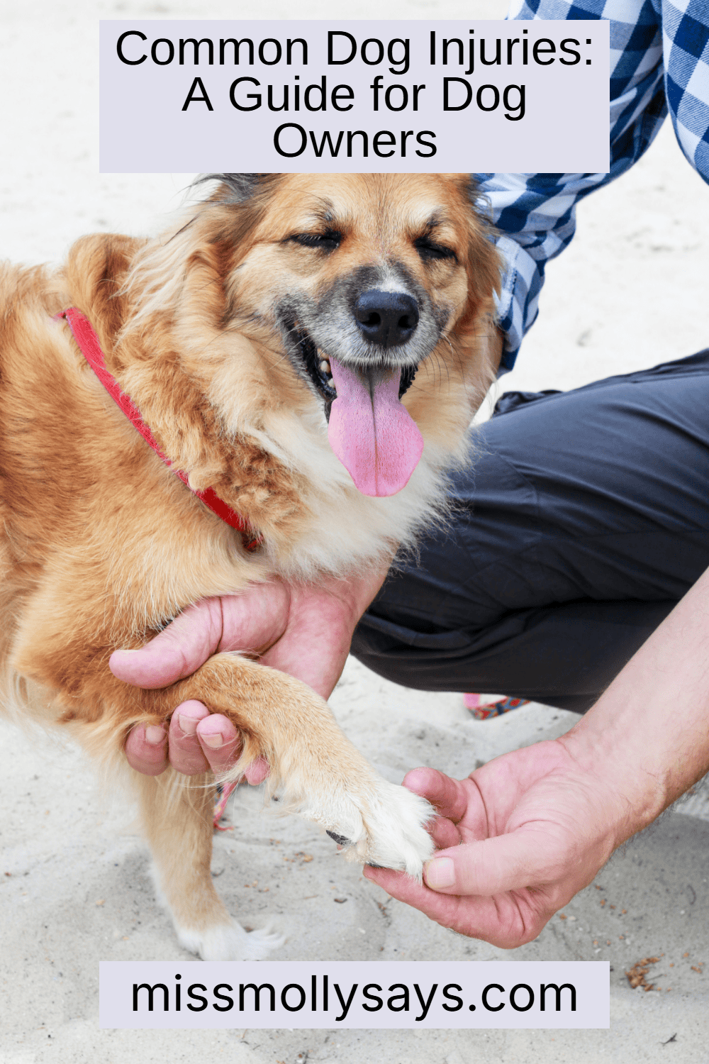Common Dog Injuries: A Guide for Dog Owners - Miss Molly Says