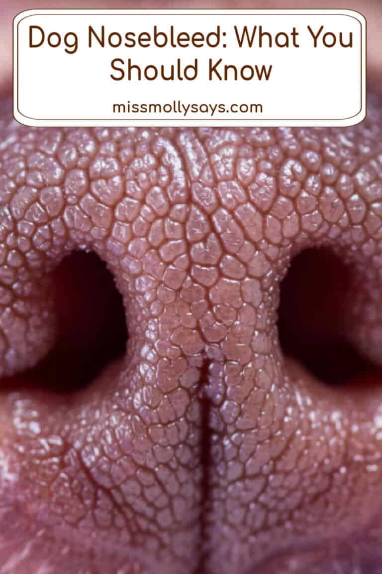 Dog Nosebleed: What You Should Know - Miss Molly Says