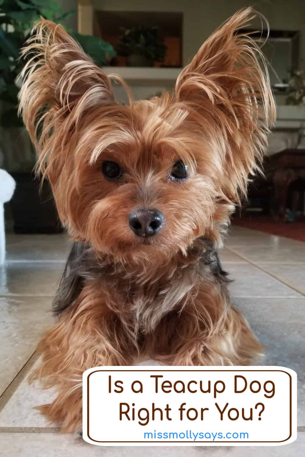 Is a Teacup Dog Right for You? - Miss Molly Says