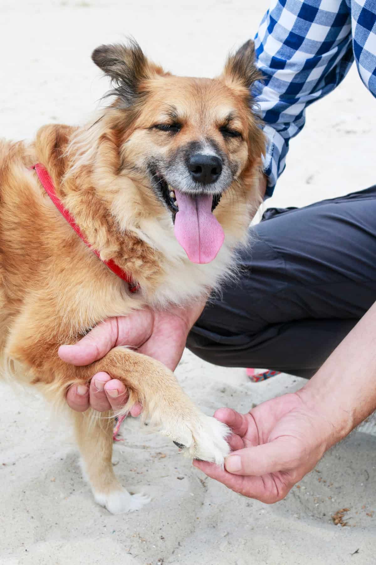 Common Dog Injuries: A Guide for Dog Owners - Miss Molly Says