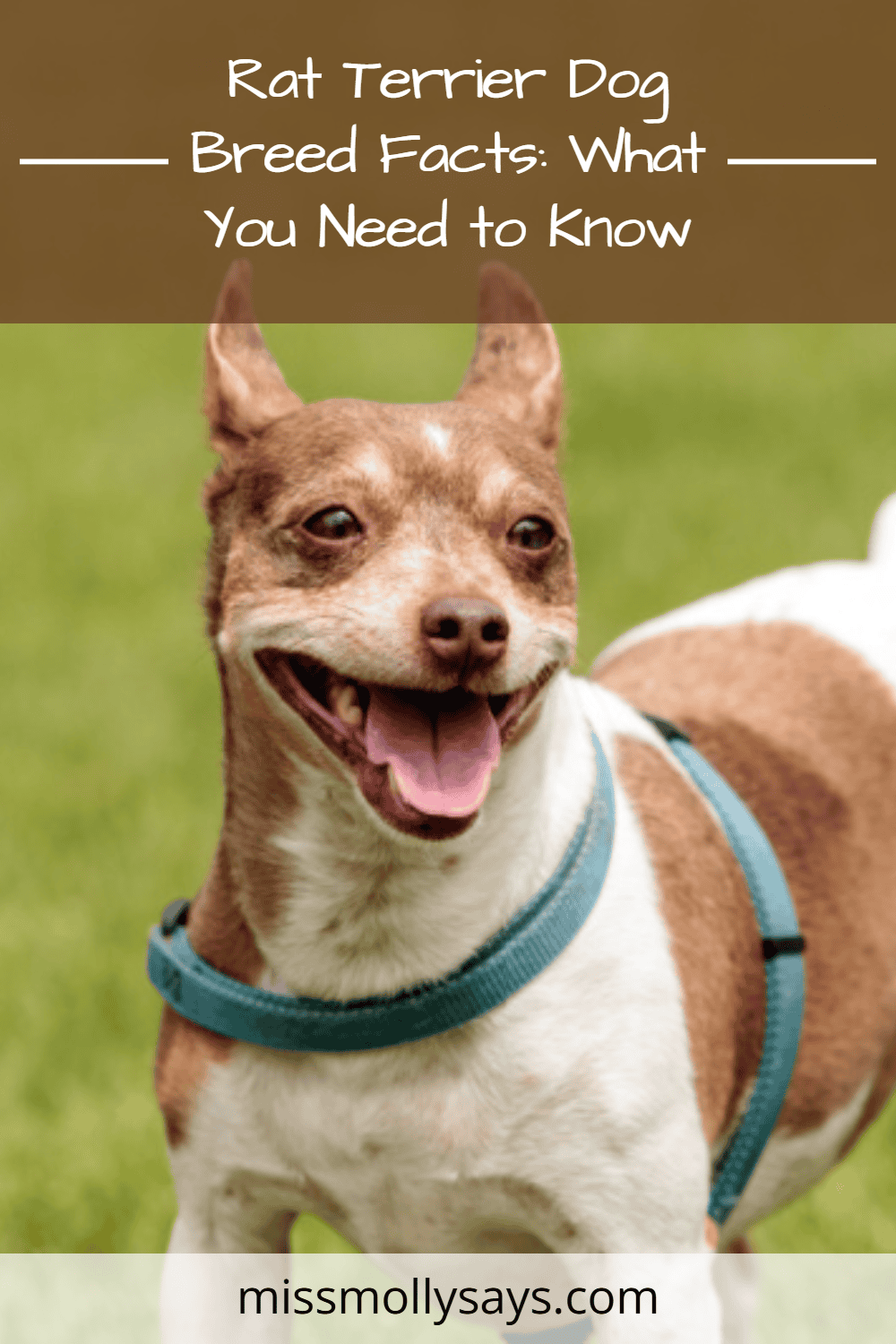 Rat Terrier Dog Breed Facts: What You Need to Know