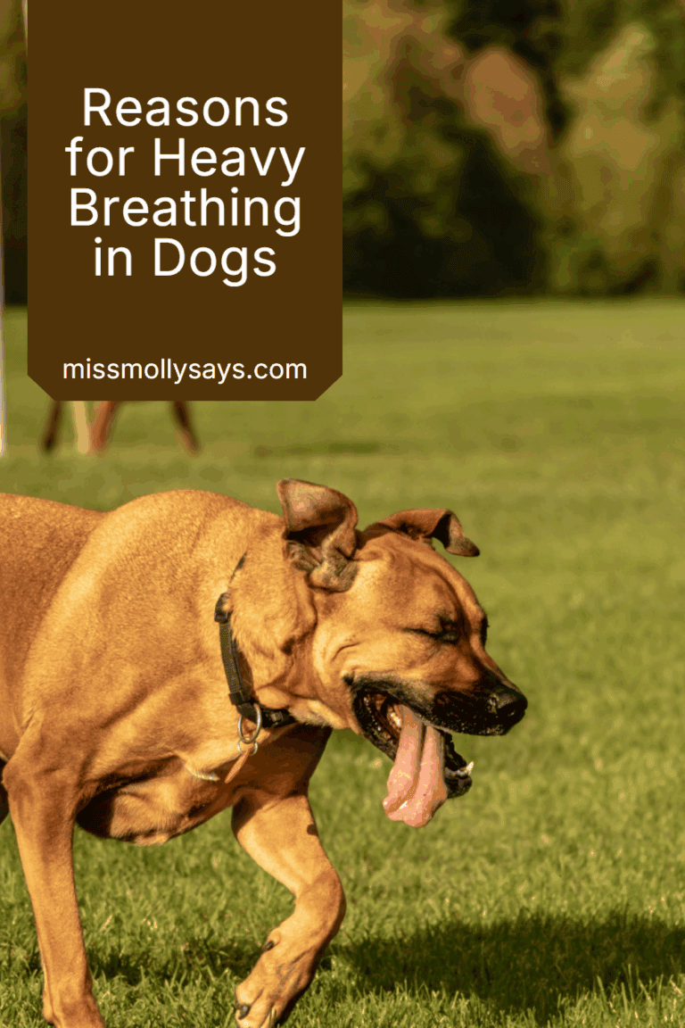 Reasons for Heavy Breathing in Dogs - Miss Molly Says