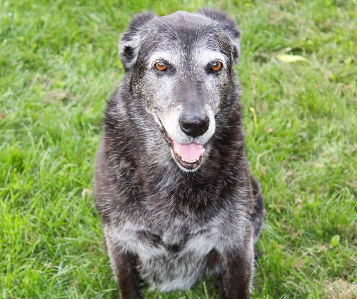 Aging Pets: Care Tips for Older Dogs and Cats