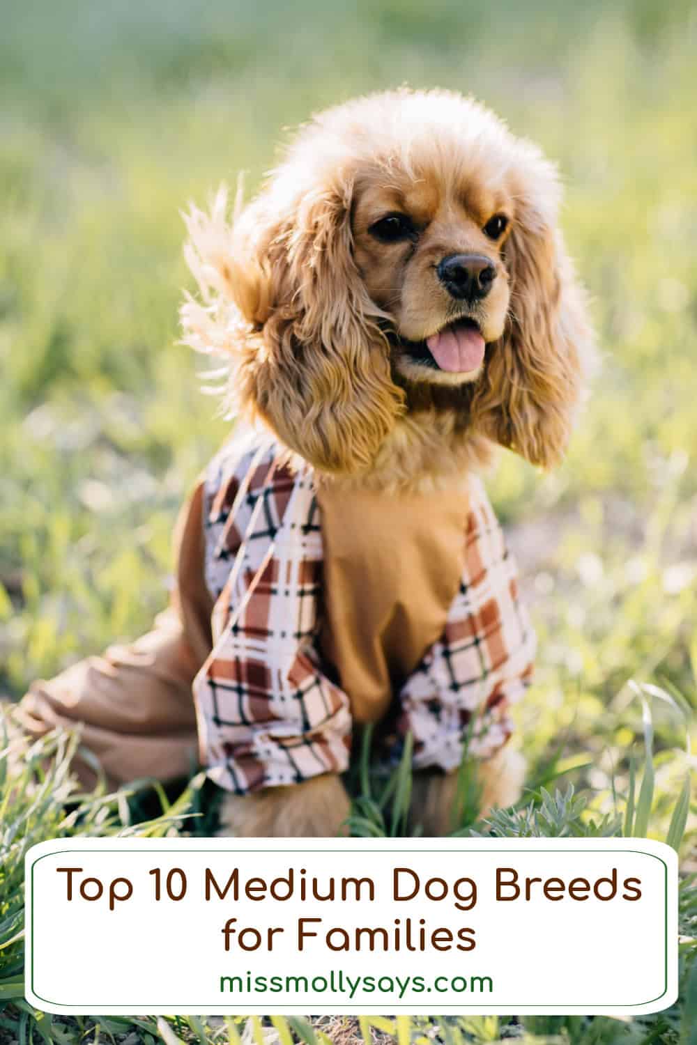 Top 10 Medium Dog Breeds for Families - Miss Molly Says
