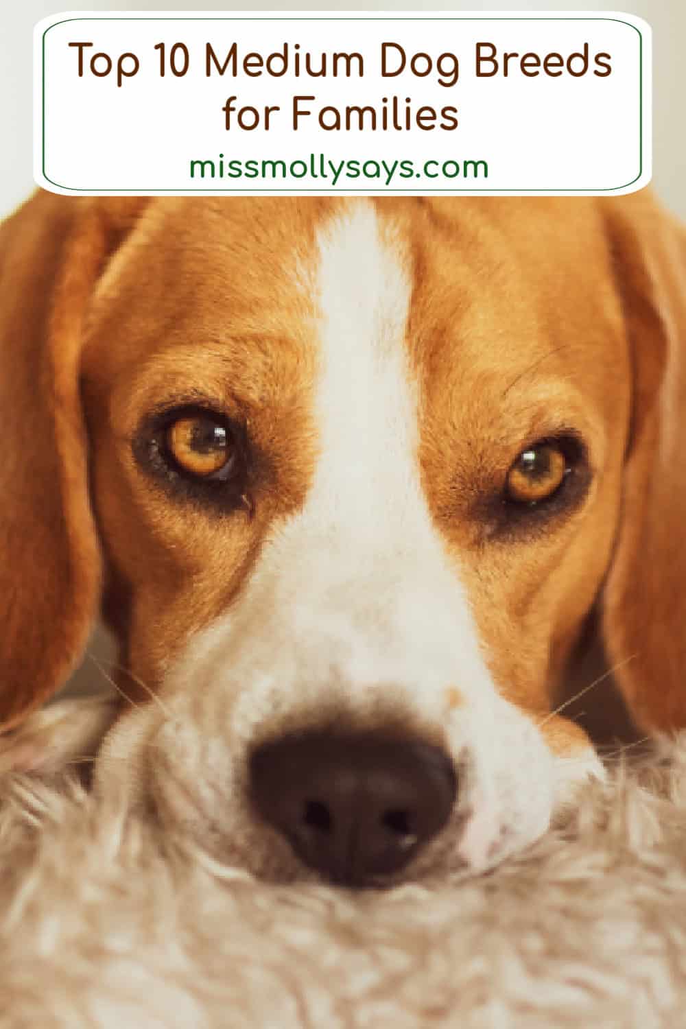 Top 10 Medium Dog Breeds for Families - Miss Molly Says