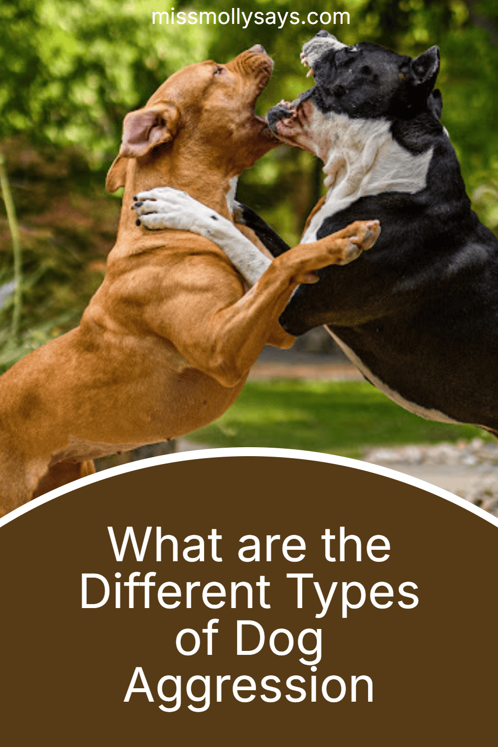 What are the Different Types of Dog Aggression - Miss Molly Says