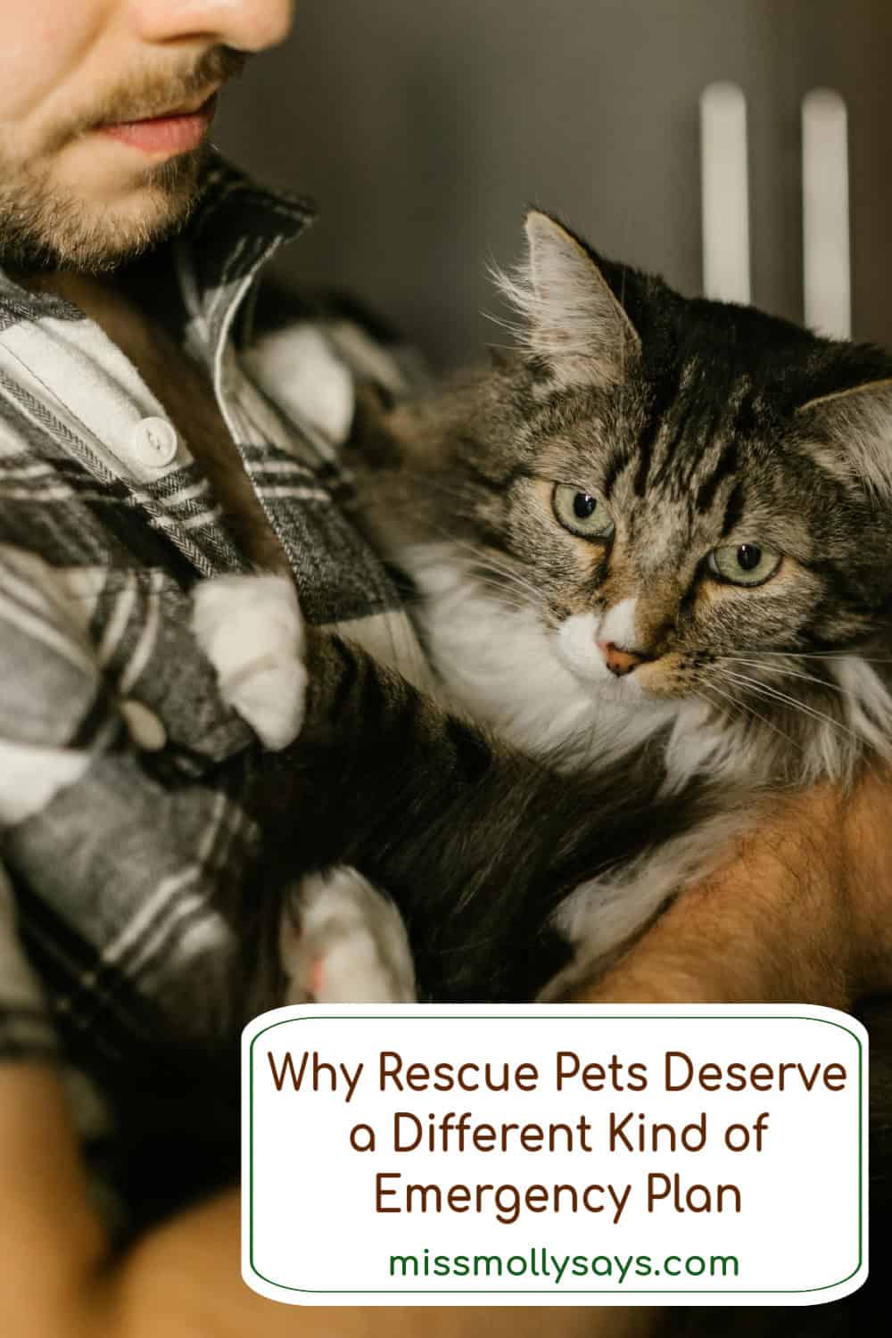 Why Rescue Pets Deserve a Different Kind of Emergency Plan
