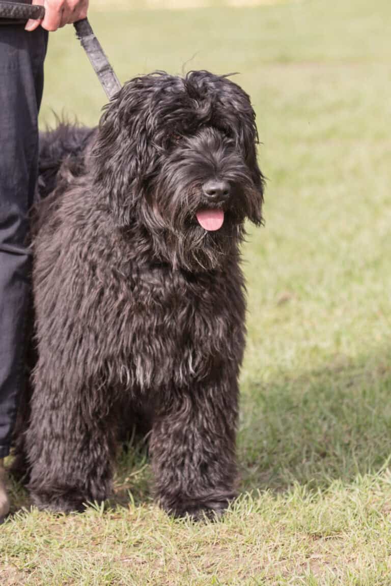 Top 10 Guard Dog Breeds for Families - Miss Molly Says